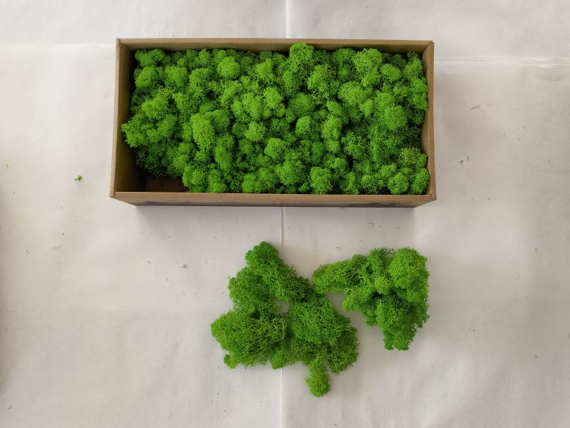 Reindeer Moss in Window Box 500g from China manufacturer - Shenyang ...